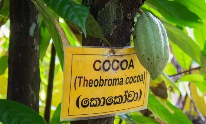 Cocoa