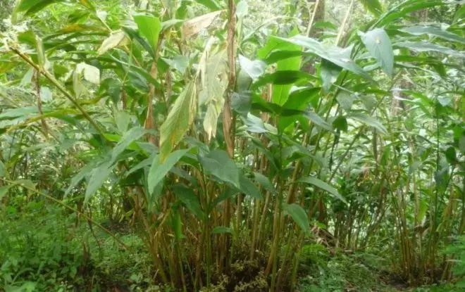 Cardamome