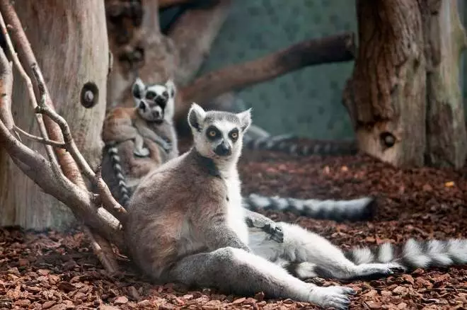 Nočni lemurs.