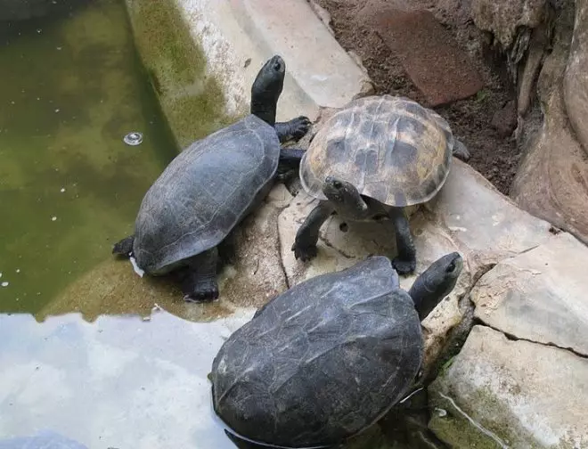 Turtles Sunbathe.