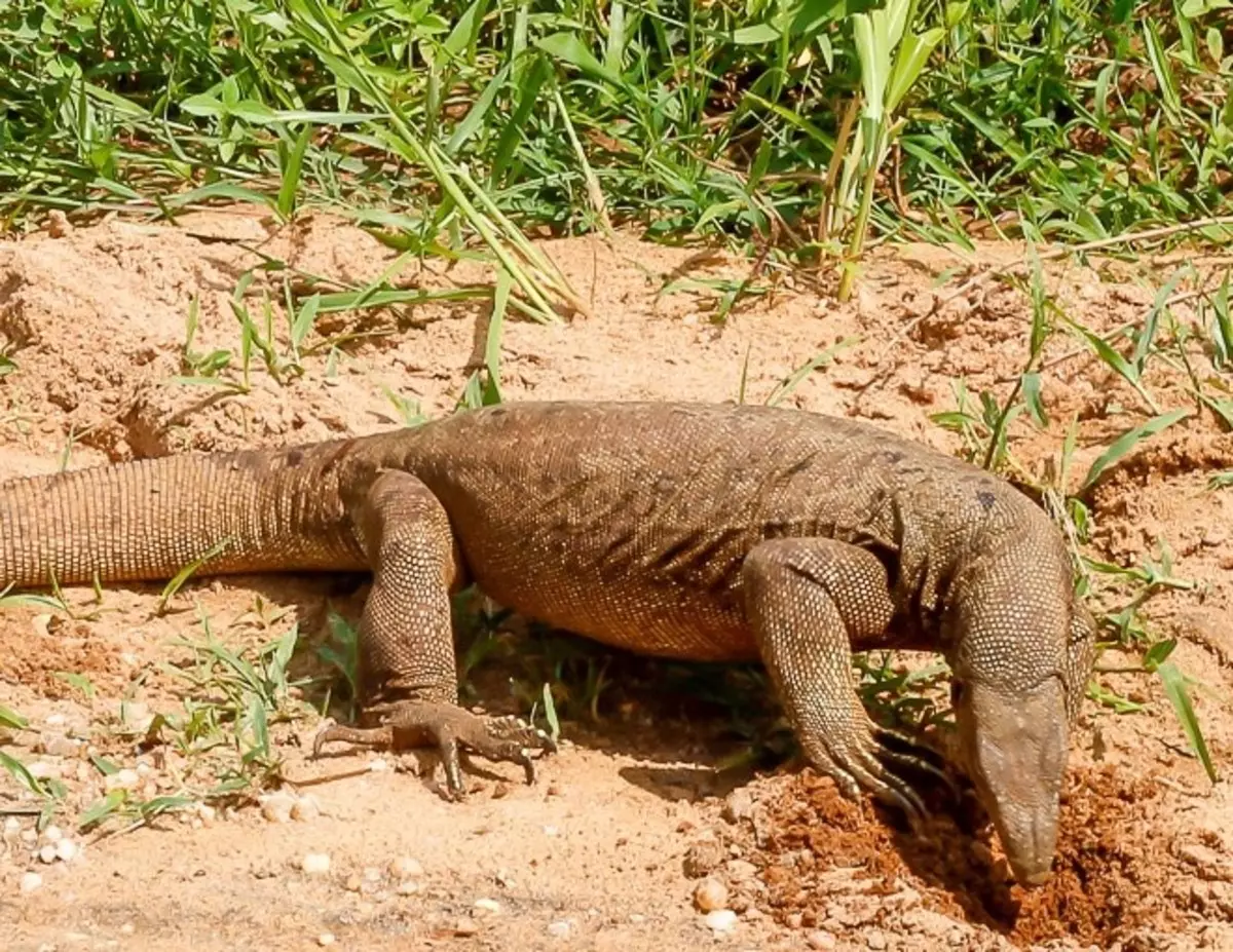 FAUNA National Park.