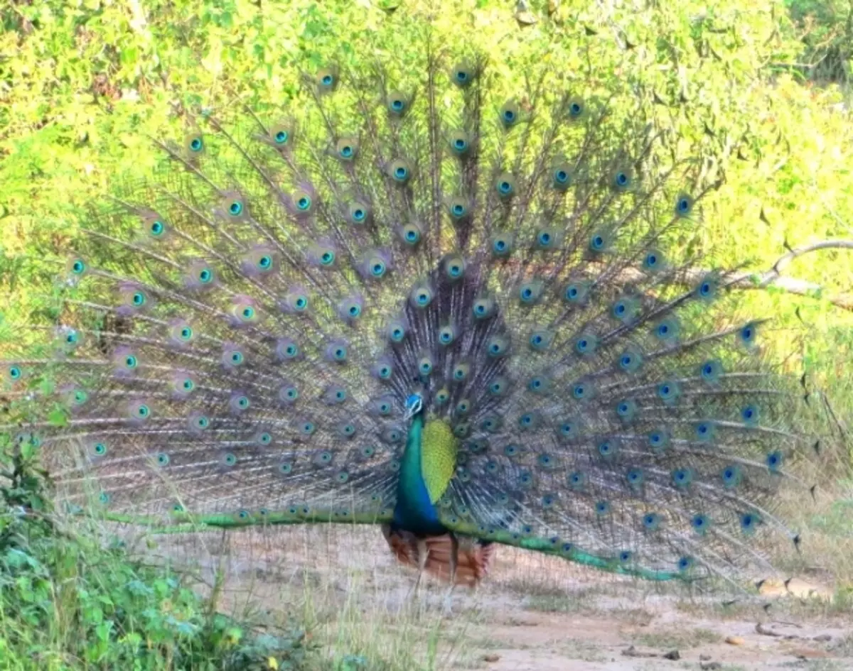 பறவைகள் போர்