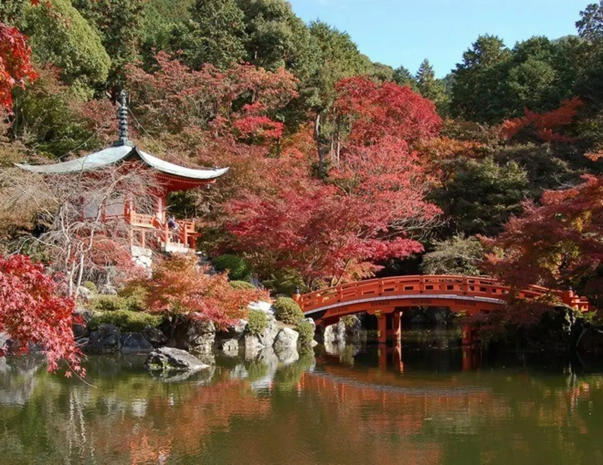 Maple Gardens Tifukji rudenį