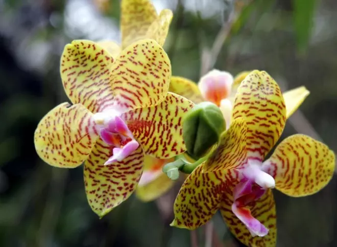 La diversità delle specie di orchidee è molto grande