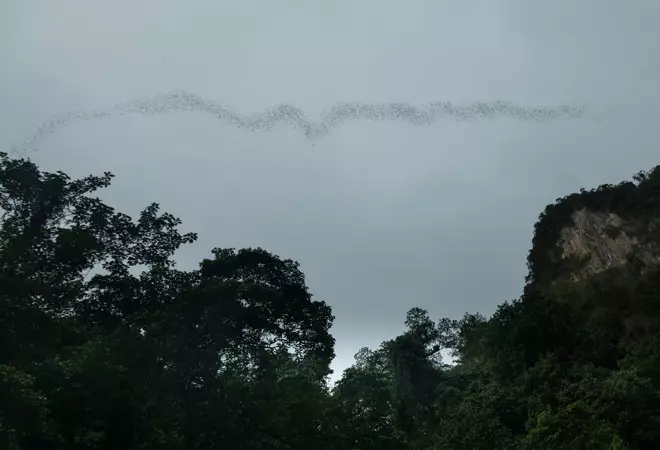 ಬಾವಲಿಗಳು