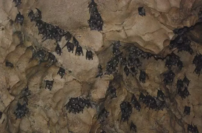 A kudde van vlugtige muise in Homanthong grotte