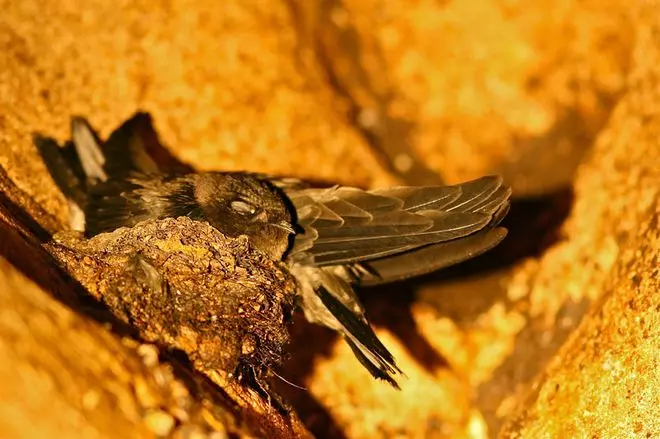 Burung salangan di sarang