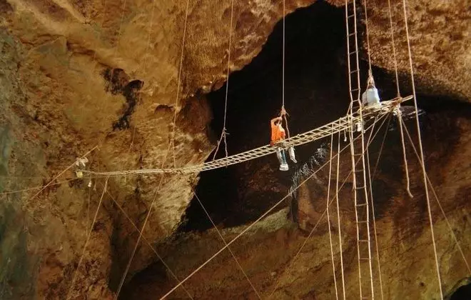 Versameling van neste Salanan in Homanthong Grotte