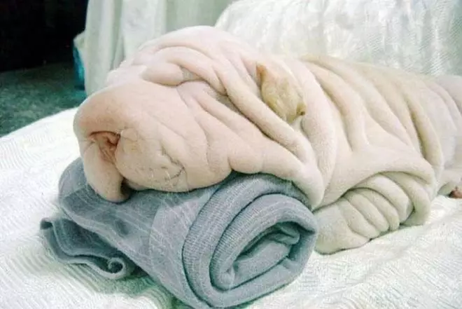 Handdoek