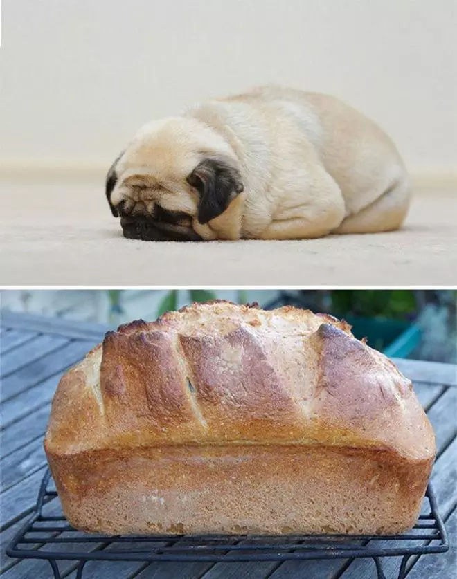 خبز