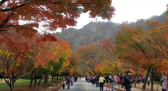 Lieblings-Park-Koreaner