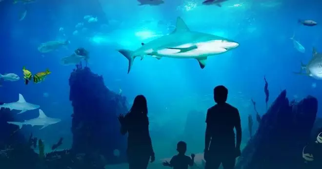 Oceanarium în Eilated.