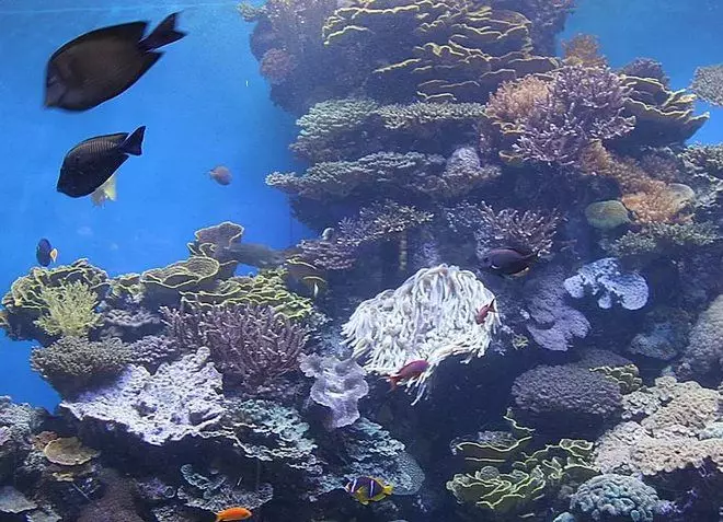 Koraalriffen in het Oceanarium