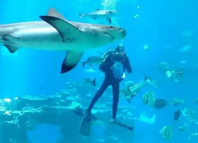 Mergo en la naĝejo kun ŝarkoj - unu el la distro en la oceanarium