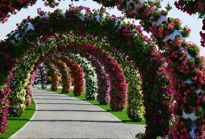 I-UAE Dubai Park Flowers