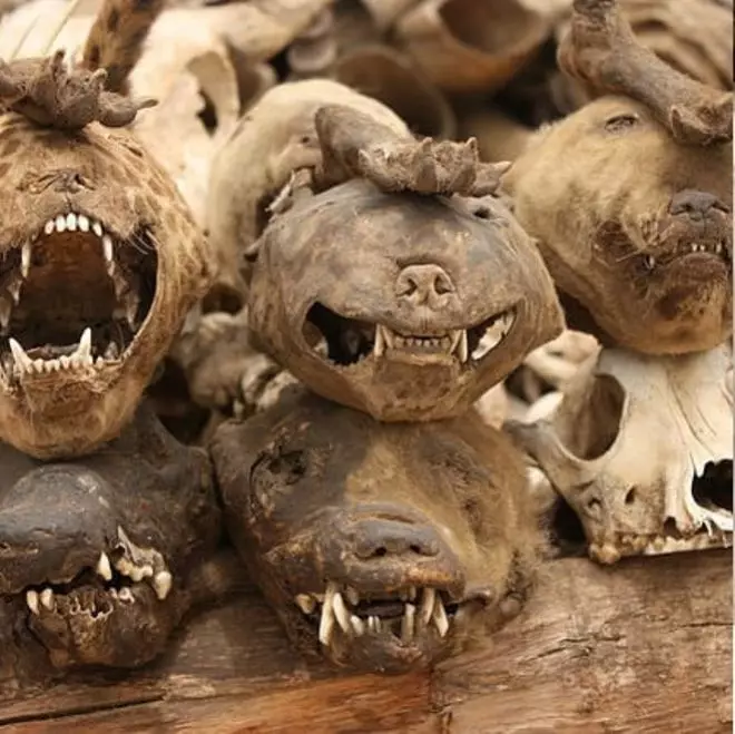 Hayop skulls