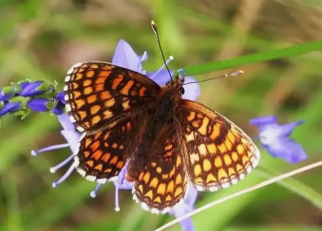 Fauna Parkı.