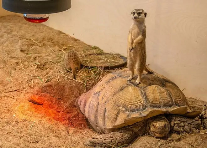 Quarto do zoológico.