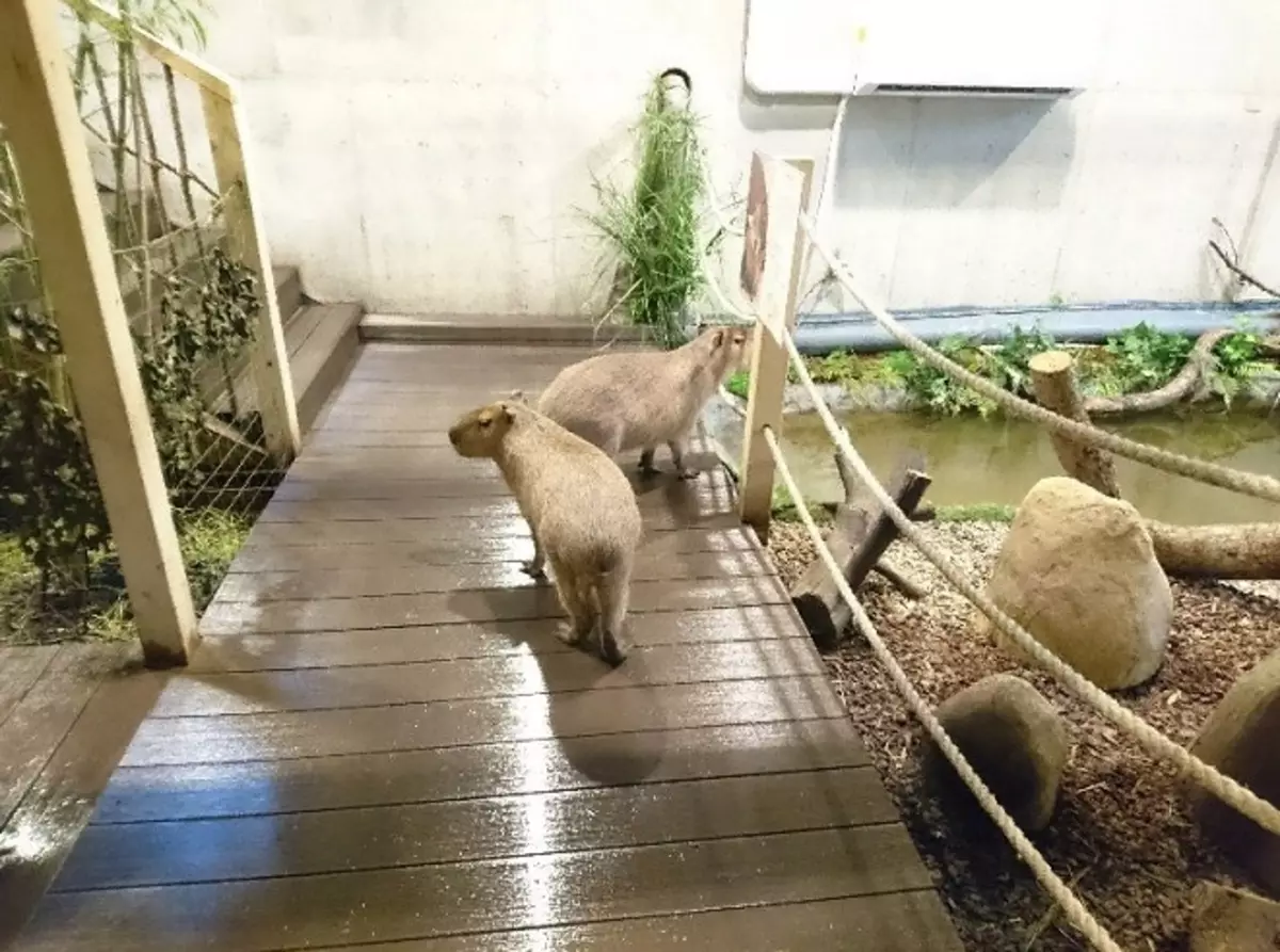 動物