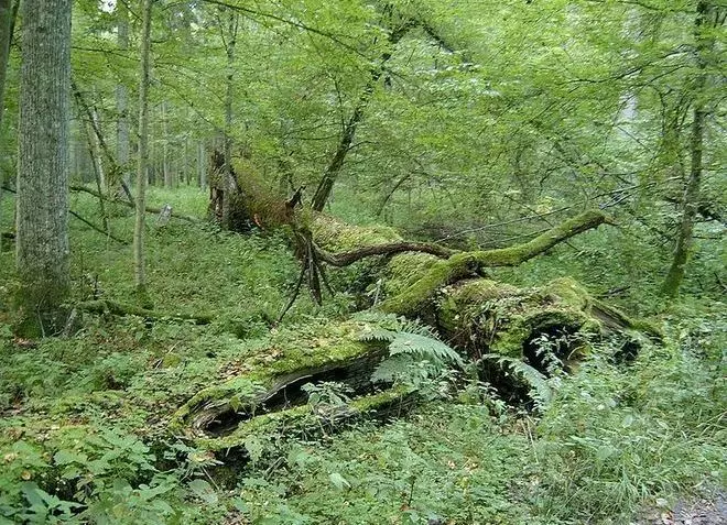 Taman Negara Belovezhskaya di Poland