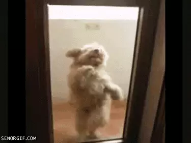 Dancing Dog.