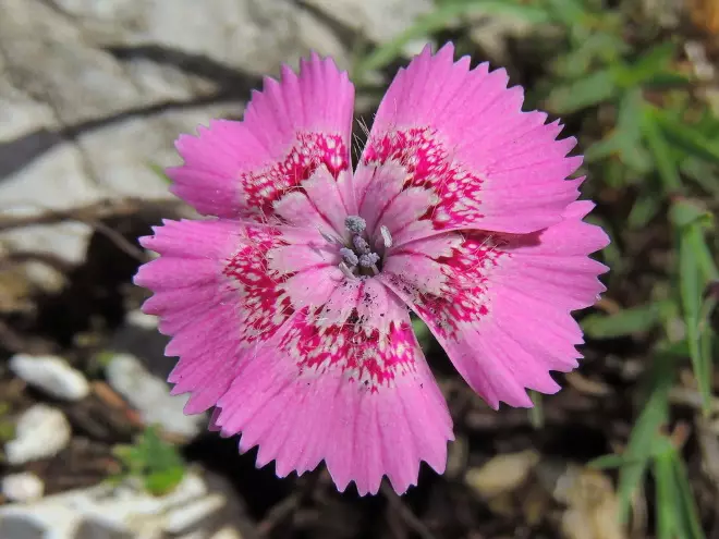 ენდემური მიხაკი მცენარეთა Dianthus Callizonus