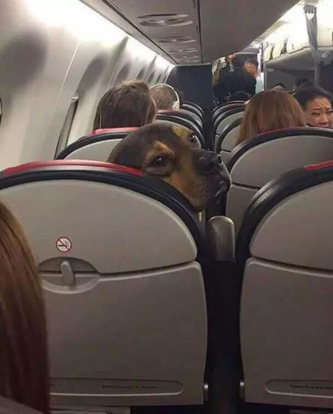 Pasažieru suns