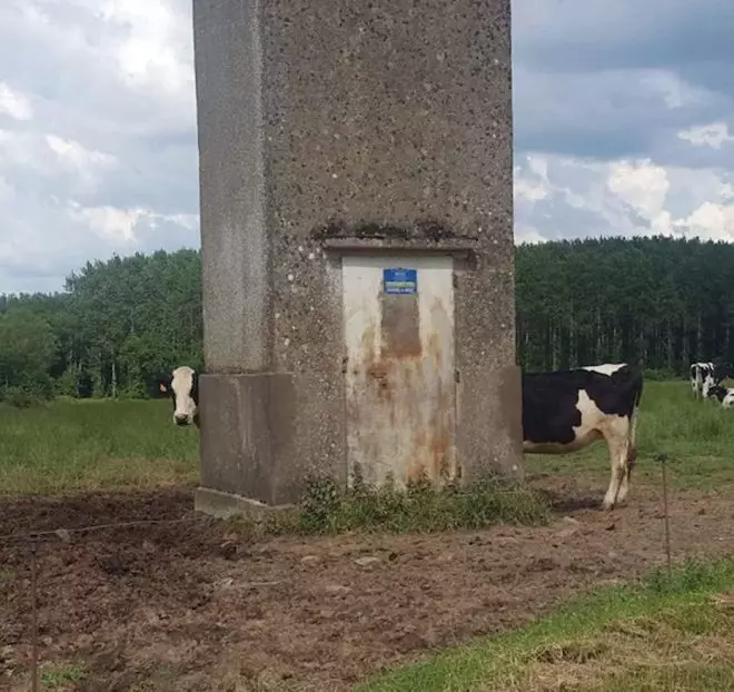 vaca