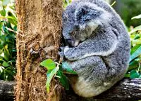 COON KOALA PARK, வயது வந்தோர் கோவாலா