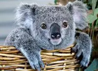 Coon Koala Park, Child Koala.