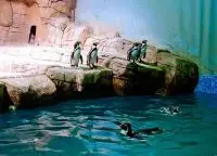 Penguins in the oceanarium park