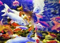 Fish in aquarium