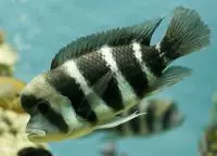 Unusual oceanarium fish