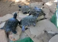 Turtles li deryayê