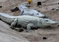 Crocodiles in the oceanarium park