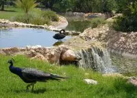 Bird Pafos Park