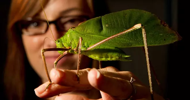 Wie is die entomoloog, watter studies en doen, waar dit werk, hoeveel kan verdien?