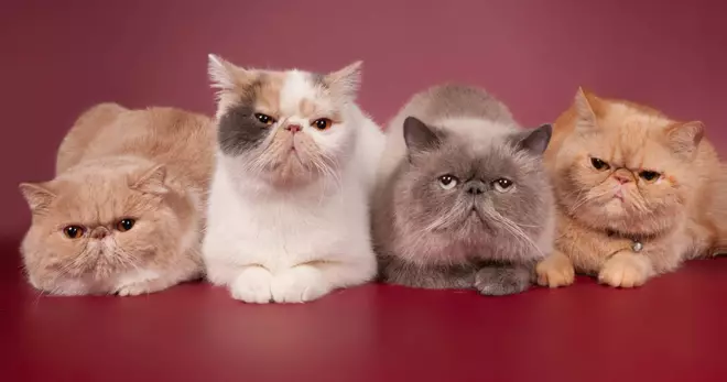 Paano Simulan ang Pag-aanak Cats - Anong mga pusa ang mas mahusay na mag-breed para sa pagbebenta?