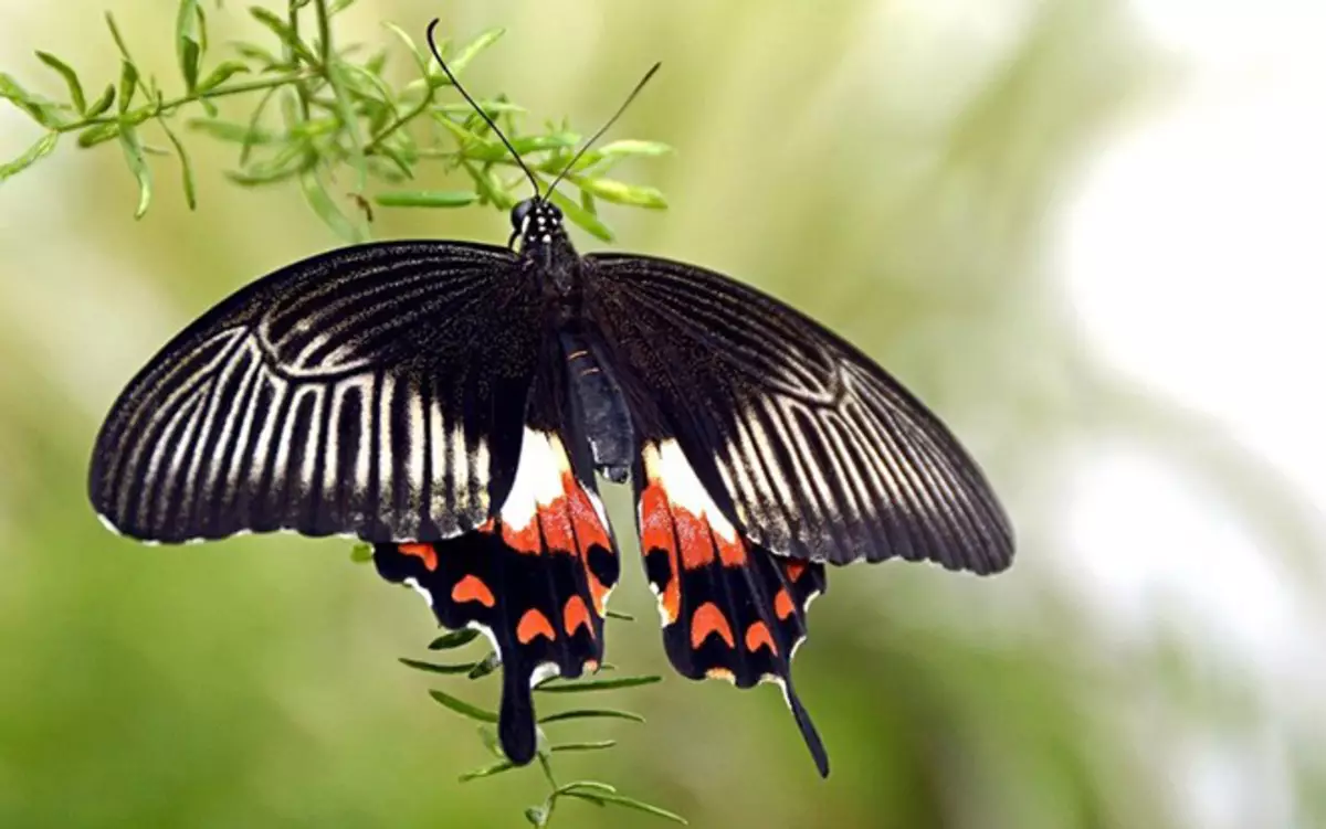 Live butterflies farm moths