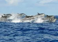 Dolphins na Kizimkazi