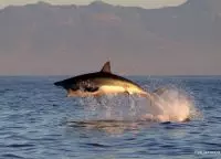 כריש קופץ מתוך מים