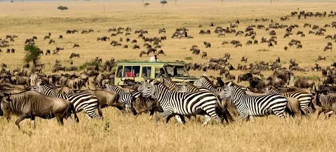 Safari dari Mombasi.