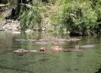 Hippos sa mga gigikanan sa Mzima Springs