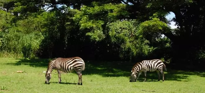 Ամրագրեք Kisumu Impala- ն