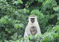 Fauna Reserve Kisumu