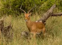 Antilope Impala