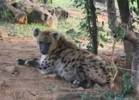 Kisumu Impala Sanctuary.