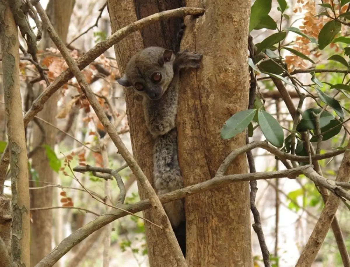 Lemur