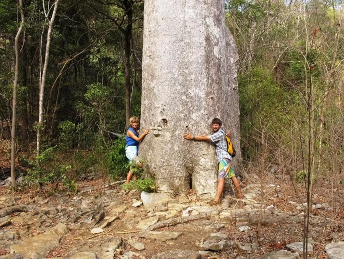 Baobab