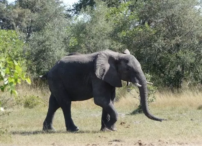 પાર્ક મામિલીમાં હાથીઓ